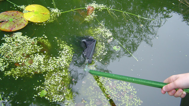 Pond dipping | Local Events | What's on Peterborough | Cambridgeshire