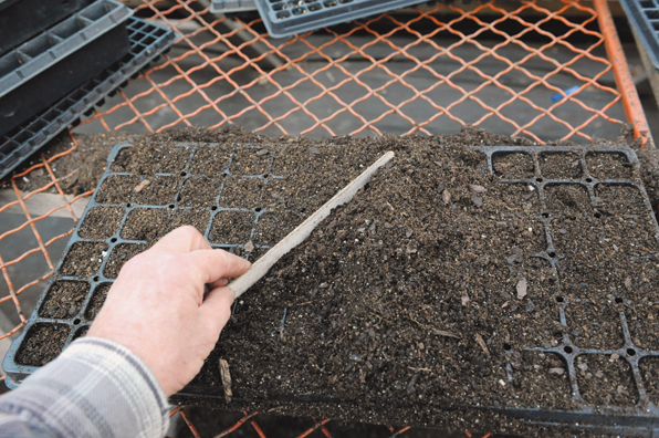 How To Pick Out Seedlings | Garden | Peterborough, Cambridge & Northampton