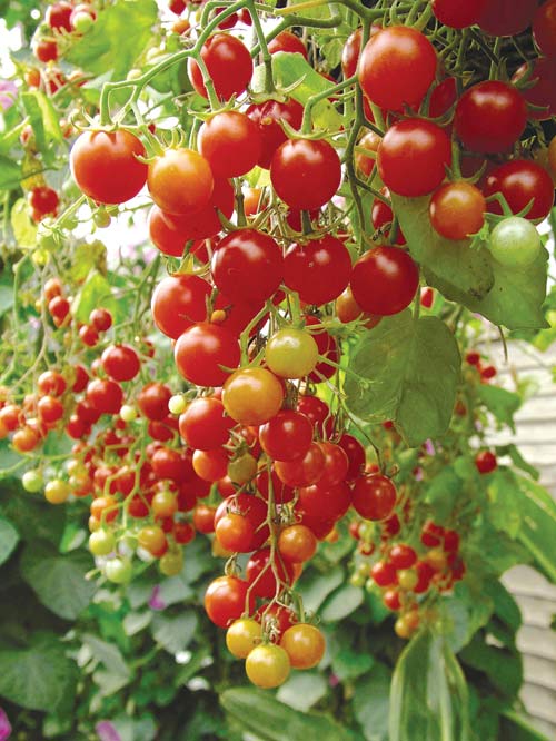Top Ten Tomatoes | In The Garden | Garden | The Moment Magazine