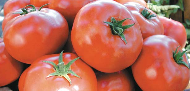 Top Ten Tomatoes | In The Garden | Garden | The Moment Magazine