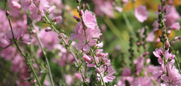 Late Spring Checklist | Season Checklist | Garden | The Moment Magazine