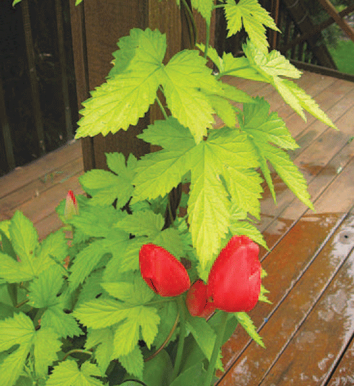 Top 10 Climbers | Home & Garden - The Moment Magazine