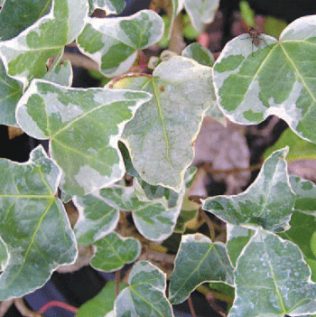 Top 10 Climbers | Home & Garden - The Moment Magazine