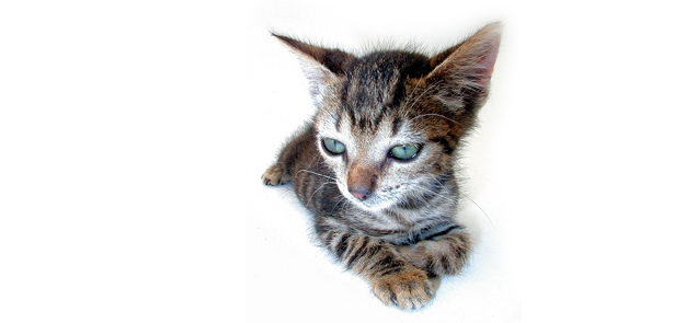 Vet's diary: sick kitty | News, Pets - The Moment Magazine