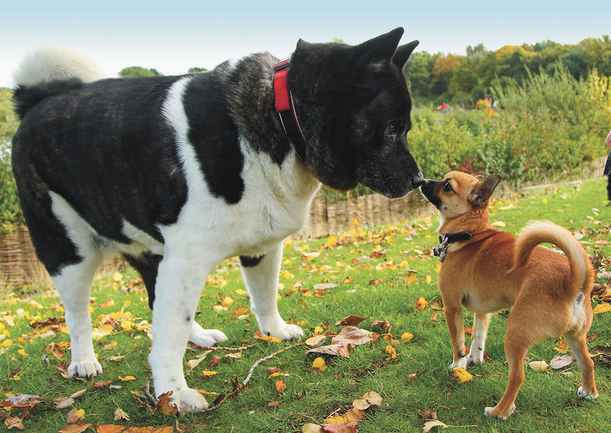 Barking beauties | Free Time - The Moment Magazine